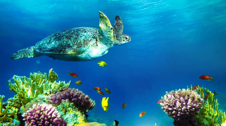 8 razloga zašto su koralji i grebeni tako važni i zanimljivi